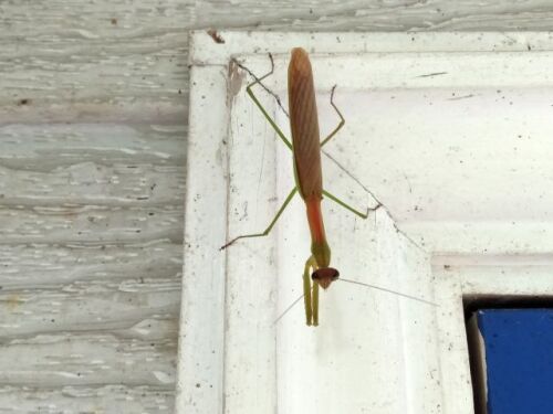 ★カマキリ★ 那須高原の遊び人 楽天ブログ