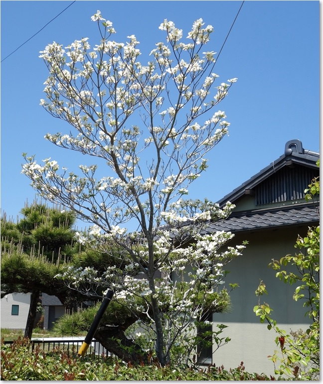 日本の車窓から9019 ： 豊鉄 渥美線 ： 芦原⇒植田 17 ワタシのブログ 楽天ブログ