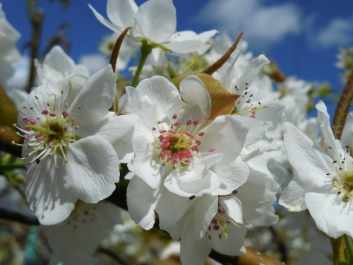 【迫力写真】花の姿が変化する梨の花。伊勢原で撮影【beautiful】 フッペルのグーテンモルゲンweb録 楽天ブログ