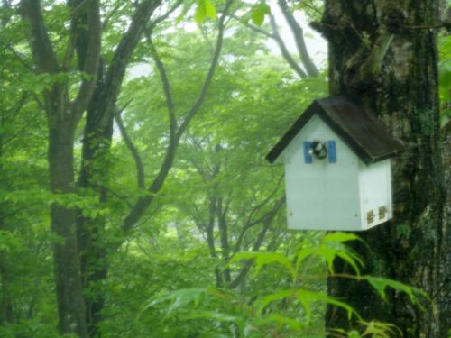 ★ヤマガラ・シジュウカラ日記★ 那須高原の遊び人 楽天ブログ