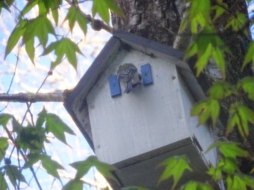 ★シジュウカラ日記★ 那須高原の遊び人 楽天ブログ