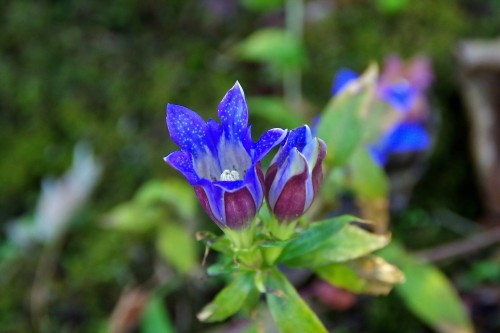幻か。笹りんどうの花が妖麗な美しさ フッペルのグーテンモルゲンweb録 楽天ブログ