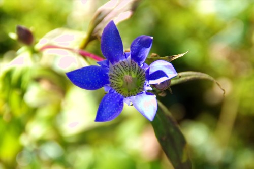 幻か。笹りんどうの花が妖麗な美しさ フッペルのグーテンモルゲンweb録 楽天ブログ