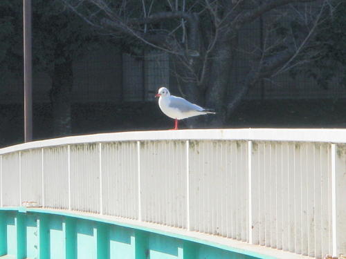都鳥 四 季 折 々 （俳 句） 楽天ブログ