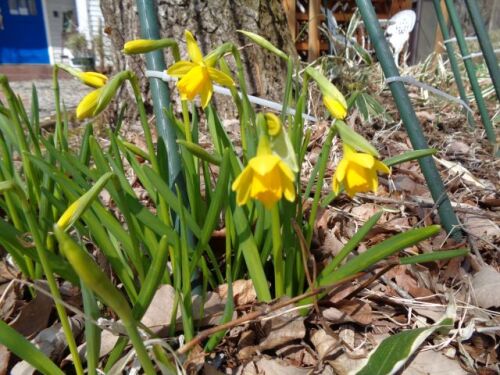 ★水仙の花★ 那須高原の遊び人 楽天ブログ