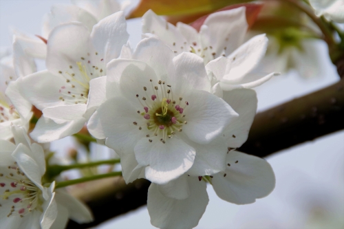 梨の花を良く見ると雌しべが何本もあった フッペルのグーテンモルゲンweb録 楽天ブログ