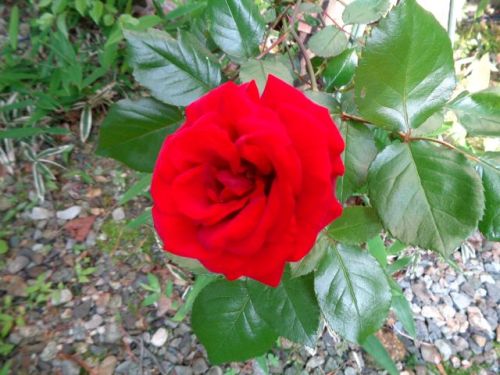 ★赤い薔薇★ 那須高原の遊び人 楽天ブログ