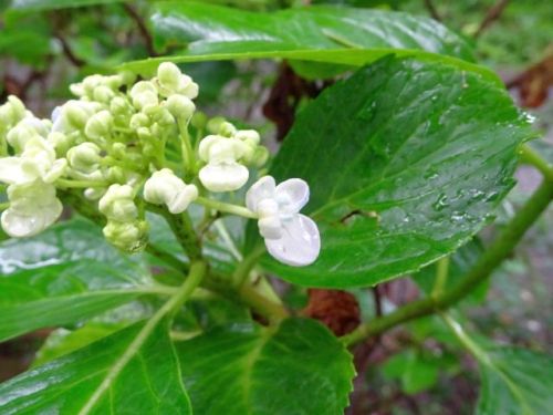 ★紫陽花★ 那須高原の遊び人 楽天ブログ
