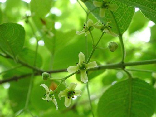 ★マユミの花★ 那須高原の遊び人 楽天ブログ