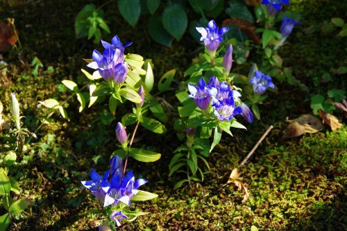 幻か。笹りんどうの花が妖麗な美しさ フッペルのグーテンモルゲンweb録 楽天ブログ