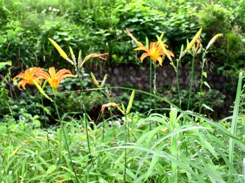 ノカンゾウが咲いています。ノカンゾウは、やや湿性の場所を好むユリ科ワスレグサ属の多年草です。 しろうと自然科学者の自然観察日記 楽天ブログ