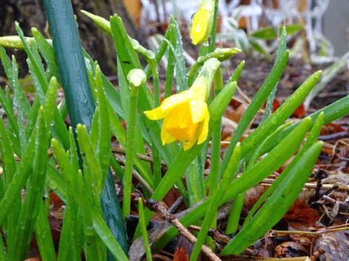 ★水仙の花★ 那須高原の遊び人 楽天ブログ