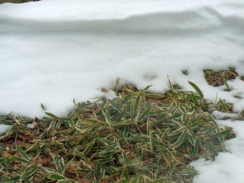 ★雪融け★ 那須高原の遊び人 楽天ブログ
