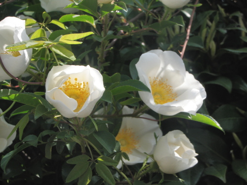 茨の花 四 季 折 々 （俳 句） 楽天ブログ