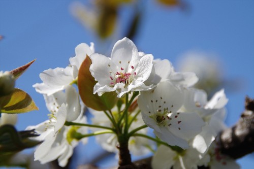 梨の花の美しさは究極だ フッペルのグーテンモルゲンweb録 楽天ブログ