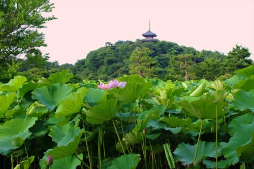 三溪園だから見られる三重塔とハスの花 フッペルのグーテンモルゲンweb録 楽天ブログ
