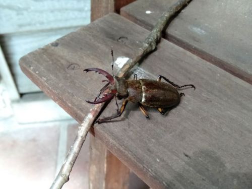 那須高原の遊び人 楽天ブログ