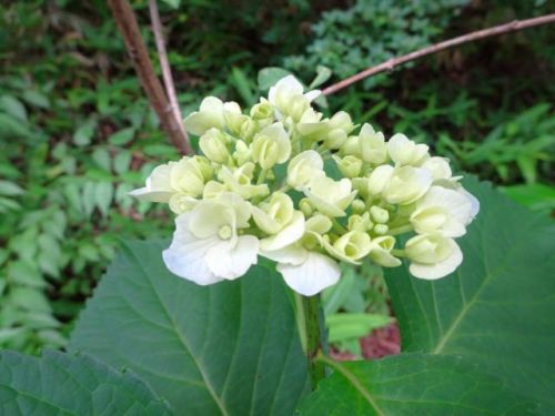 ★紫陽花★ 那須高原の遊び人 楽天ブログ