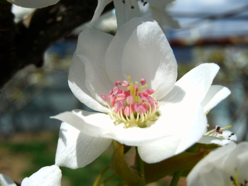 【迫力写真】梨の花の妖麗な美しさに魅了される。【beautiful】 フッペルのグーテンモルゲンweb録 楽天ブログ