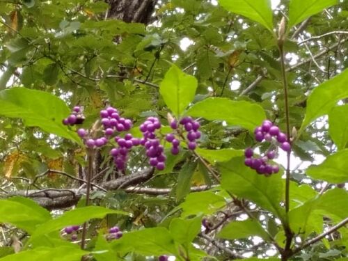 ★紫式部★ 那須高原の遊び人 楽天ブログ